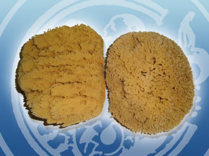 Grass – John Cipreo – Natural Sea Sponges Wholesale Trade